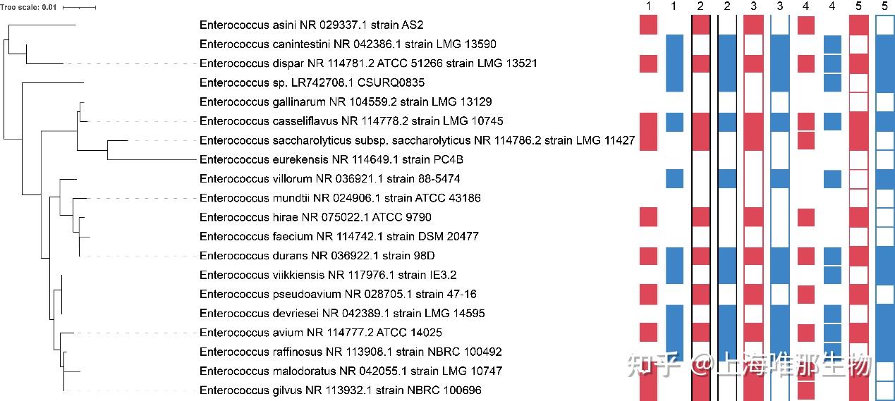 iTOL进化树外周条带个性化调整方法 - 知乎