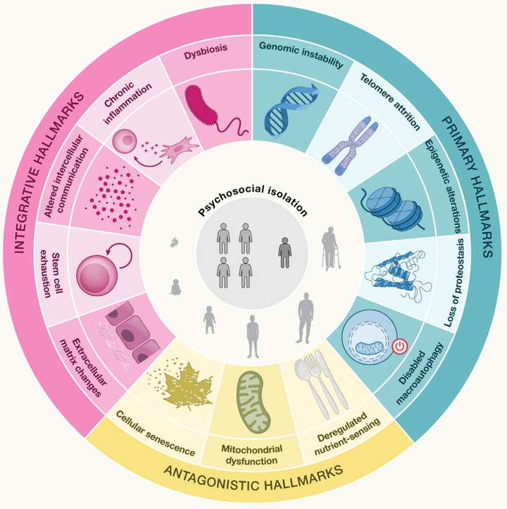《Cell》重磅发布：衰老标志更新至14个：精准老年医学引领健康长寿新未来 - 知乎