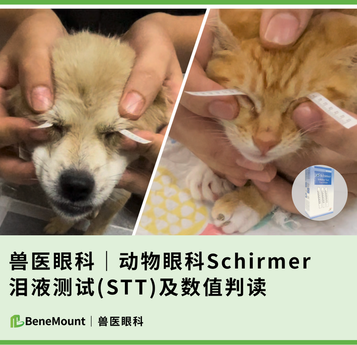 兽医眼科｜动物眼科Schirmer 泪液测试(STT)及数值判读 - 知乎