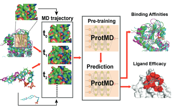 [63] ProtMD: 利用 MD 数据预训练蛋白质表征模型 - 知乎