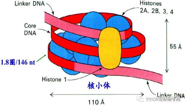 生物化学高频考点（二十四）之DNA的高级结构内容及思维导图 - 知乎