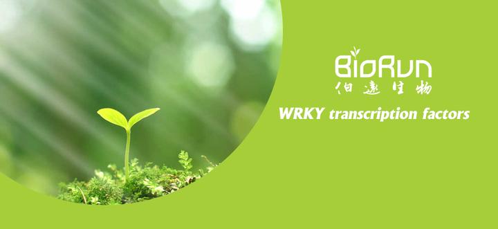 WRKY家族想做个自我介绍（一） - 知乎