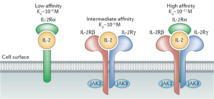 IL-2、IL-15：老靶点重焕青春 - 知乎