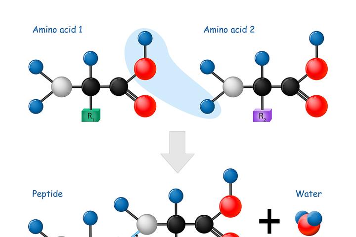 多肽合成，Myelin Basic Protein (87-99) (human, bovine, rat)，Val-His-Phe-Phe ...