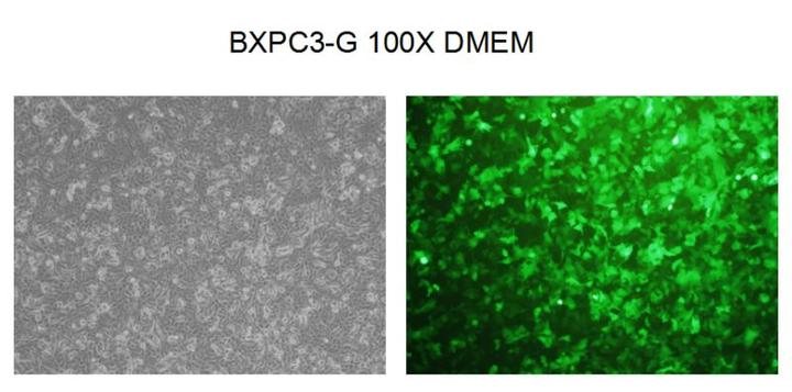 BxPC3-GFP-luc胰腺癌细胞 - 知乎
