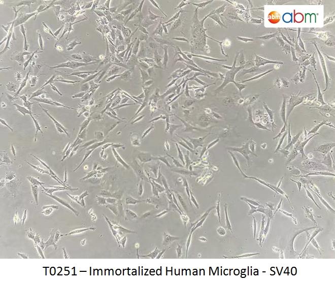 Immortalized Human Microglia - SV40 - 知乎