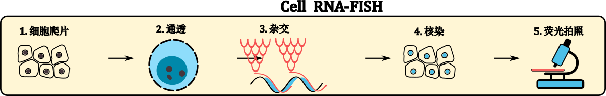 RNA-FISH必看！从原理到疑问解答 - 知乎