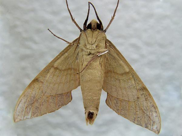 豆丹多少钱？哪些地方有卖，怎么吃? - 知乎