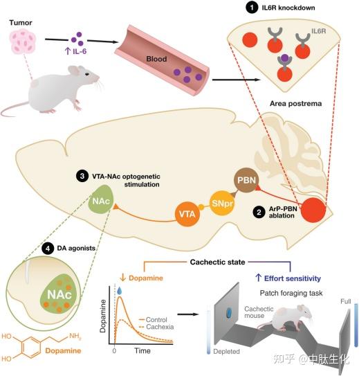 Science：挑战常规！新研究揭示一条神经免疫回路介导癌症恶病质中的"冷漠" - 知乎