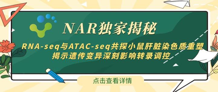 NAR独家揭秘｜RNA-seq与ATAC-seq共探小鼠肝脏染色质重塑，揭示遗传变异深刻影响转录调控 - 知乎