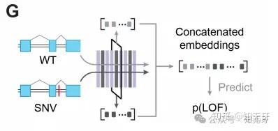 Evo2：跨生命领域的基因组“造物主”模型 - 知乎