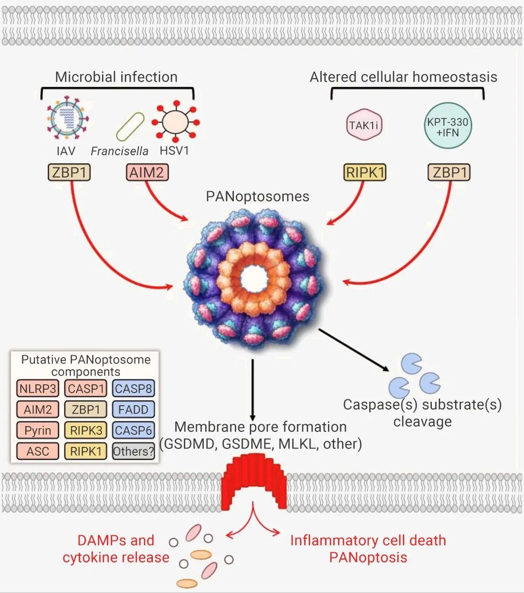 泛凋亡 (PANoptosis) 的检测指标是什么？ - 知乎