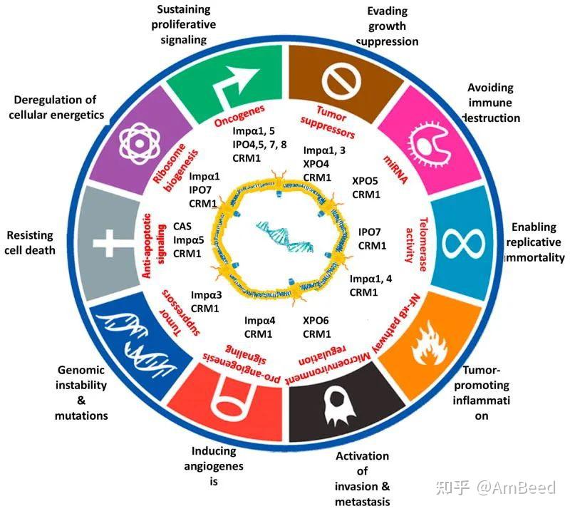 stat3蛋白的分子量是多少KDa？ - 知乎