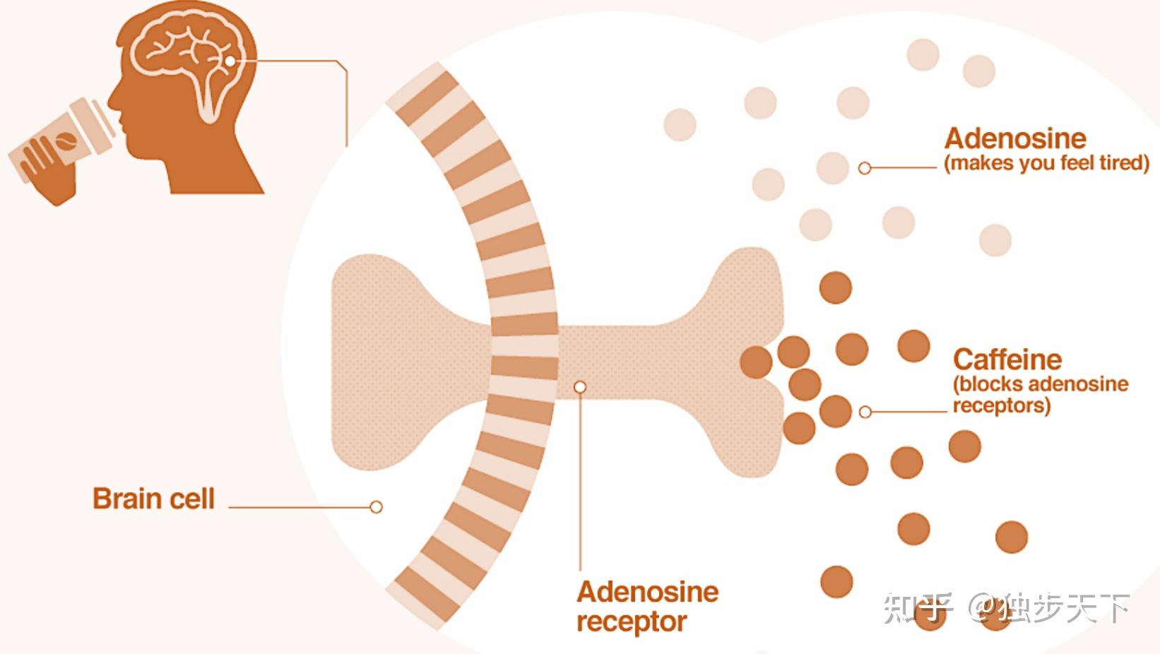 多少毫克的咖啡因可以起到提神的作用呢？持续时间又是多少？ - 知乎