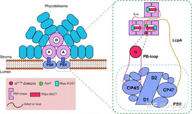 PhytoAB助力顶尖科研-PNAS | 研究揭示蓝细菌藻胆体与光系统II结合的分子胶 - 知乎