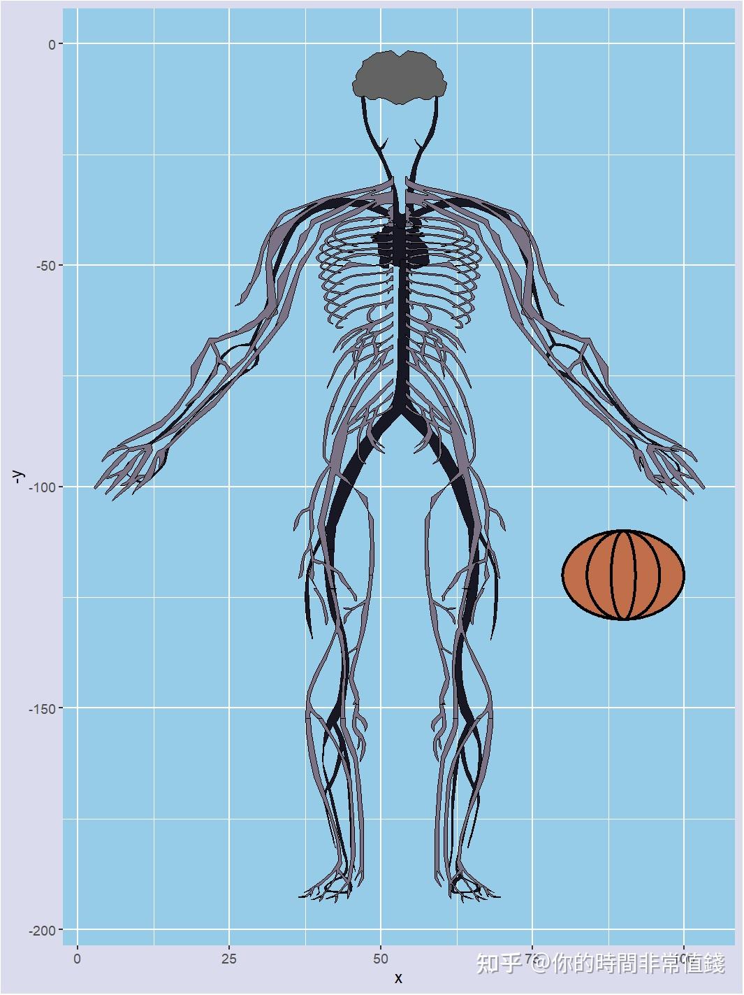 R语言gganatogram包绘制解剖学图学习 - 知乎