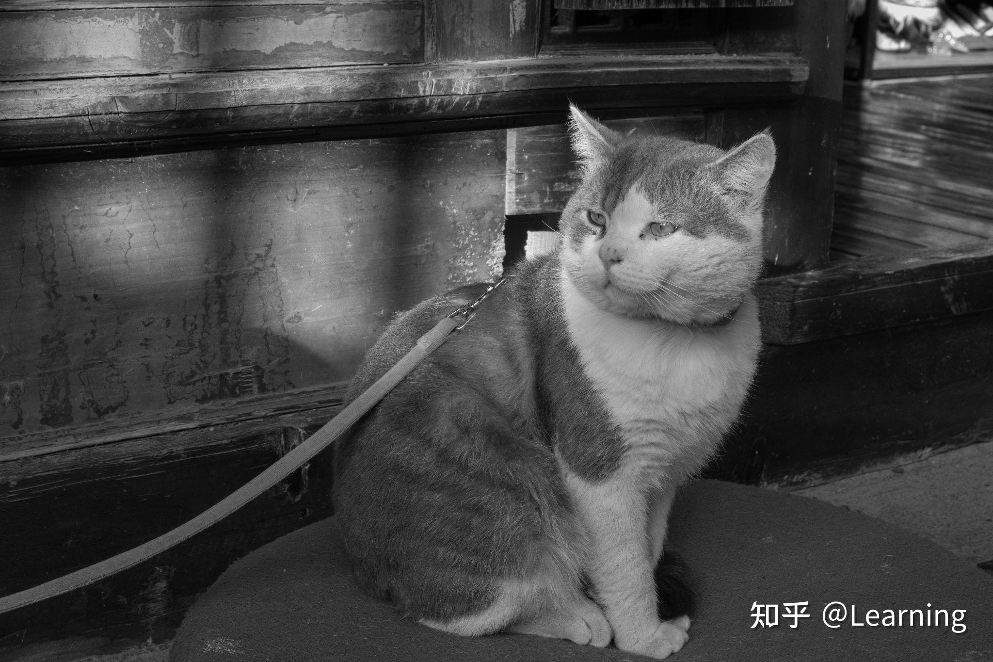 如何评价理光宾得欣然发布K-3 Mark III Monochrome黑白专业单反？ - 知乎