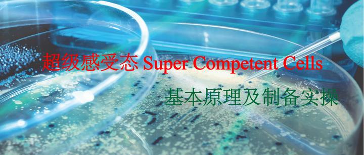 超级感受态 Super Competent Cells 基本原理及制备实操 - 知乎