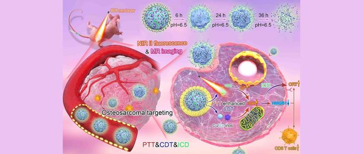纳米颗粒 | 针对骨肉瘤的Cu和Ce基氧化物纳米平台，用于NIR-II荧光/磁共振双模成像和ros级联扩增以及免疫治疗 - 知乎