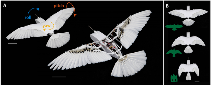 模仿鸟类飞行：PigeonBot II的无舵飞行探索之路 - 知乎