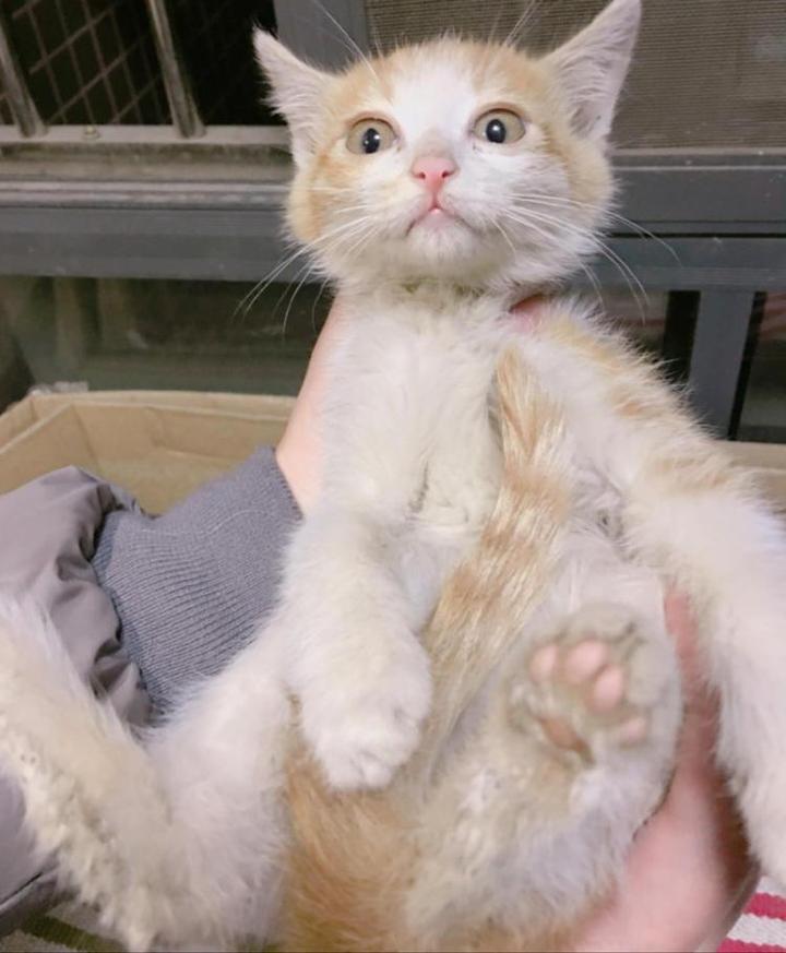 (一)戏弄我的猫 知乎