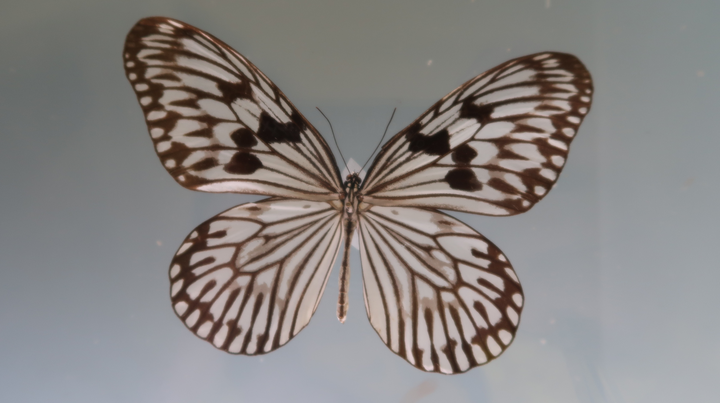 英国蝴蝶监测计划（UKBMS）：一场半个世纪守护昆虫生物多样性的长跑 - 知乎