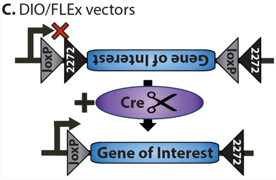 【新手指南】小白福音！一文带你迅速了解病毒工具中的Cre-LoxP系统 - 知乎
