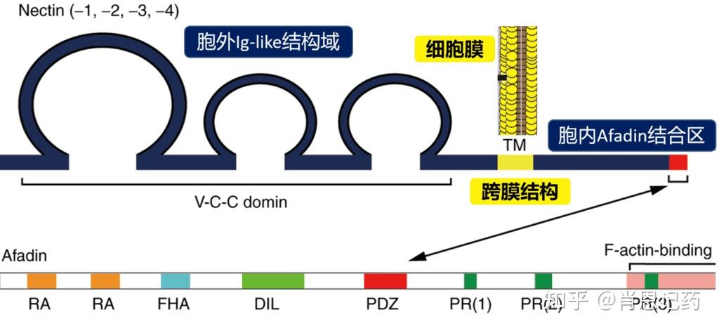 记住所有FDA生物药 | Nectin-4 ADC | Enfortumab vedotin 维恩妥尤单抗 | 尿路上皮癌 - 知乎