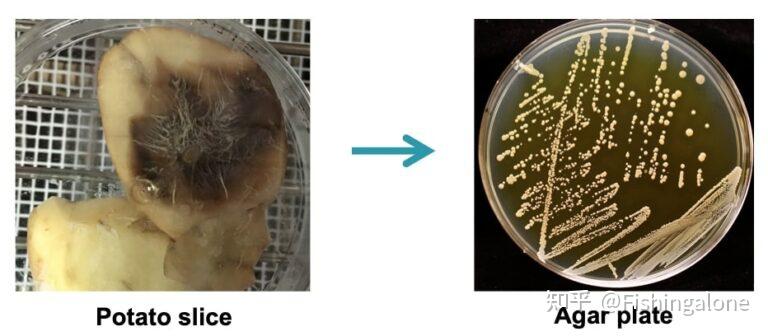 什么是「青霉菌」，它是如何被发现的，其产生青霉素的原理是什么？ - 知乎