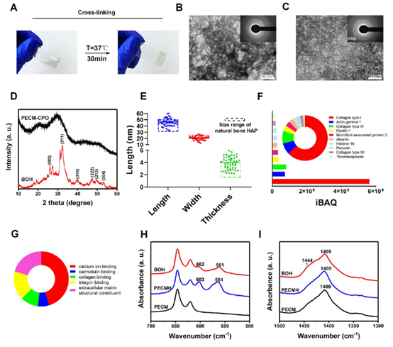 《ACS AMI》：原位仿生矿化水凝胶用于加速骨再生 - 知乎