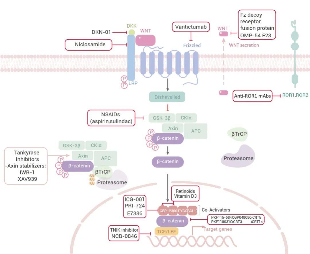 过度激活 Wnt 通路，"反杀" 癌细胞！| MCE - 知乎