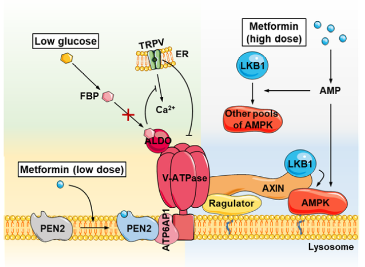 生物分子互作实验案例：SPR（biacore）、DSC、ITC实验助力二甲双胍靶点解析 - 知乎