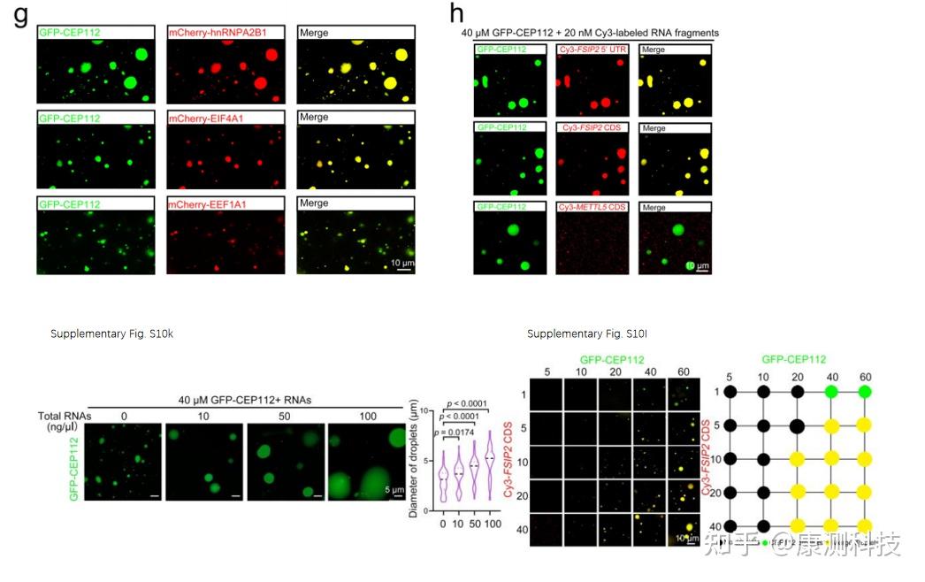 NC|男性不育新机制：CEP112突变损害相分离和必需生育mRNA的翻译 - 知乎