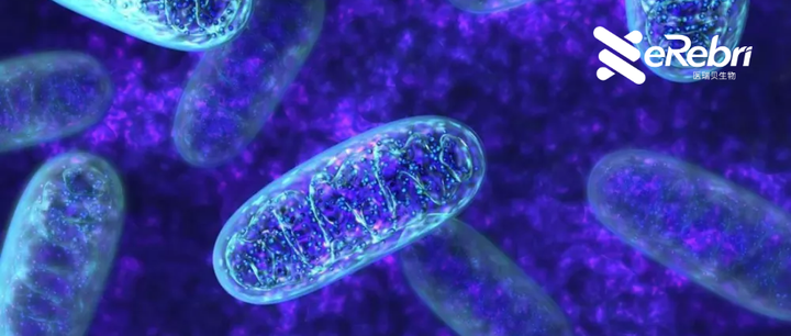 重大进展！Science：揭示MTCH2是线粒体外膜蛋白插入酶 - 知乎