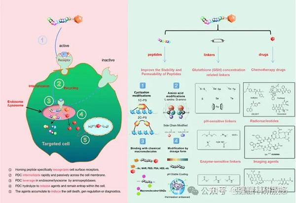 带你了解PDC药物 - 知乎