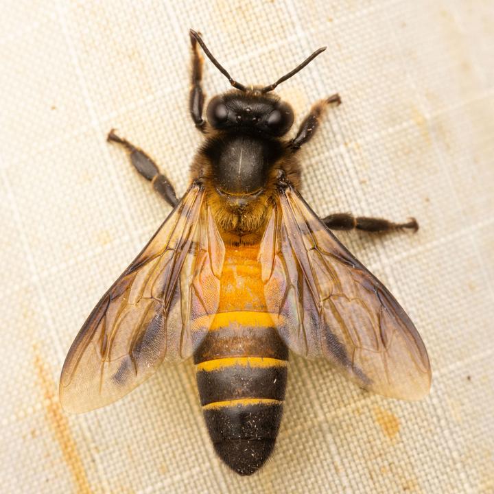 【世界蜜蜂日特辑】大蜜蜂亚属Megapis：席卷花海的鎏金风暴 - 知乎