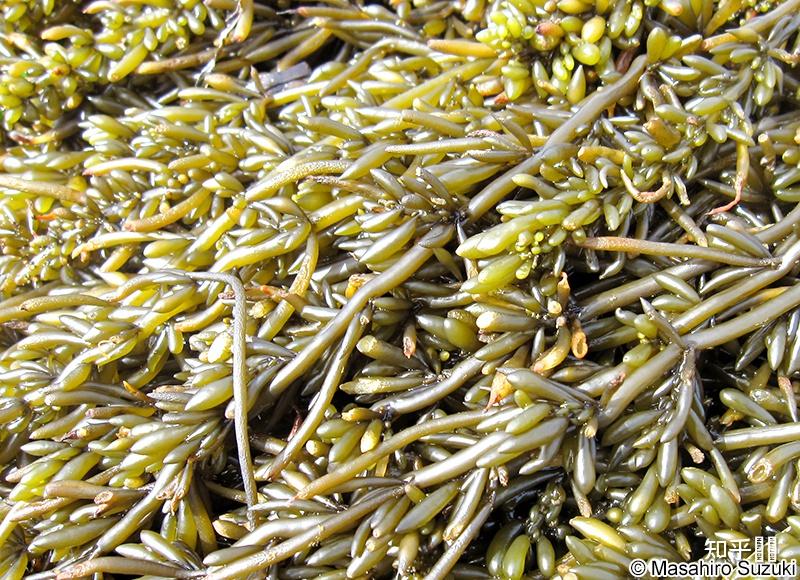 海藻面膜真的有效吗？ - 知乎