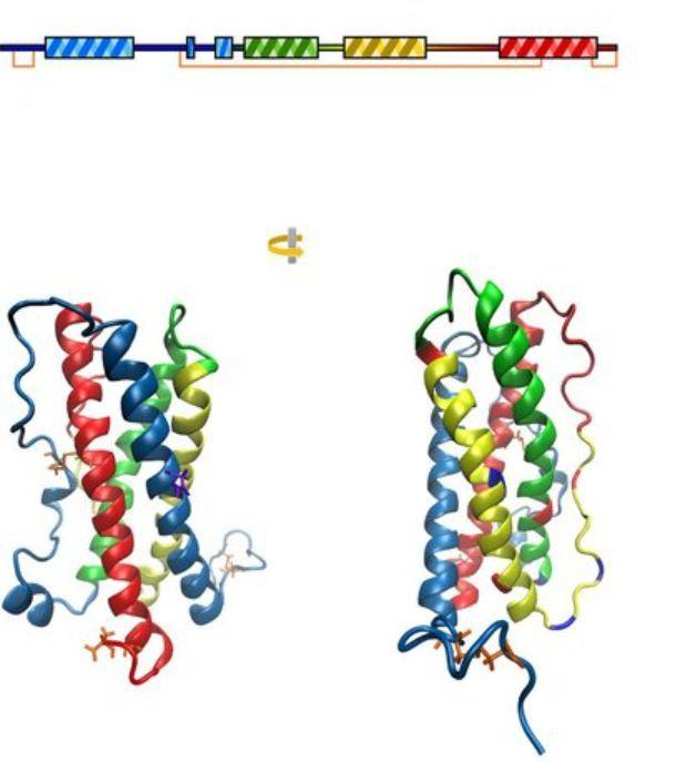 脱发领域尚待挖掘之地：PRLR - 知乎