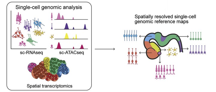白话单细胞｜近些年百花齐放的单细胞“多”组学 - 知乎