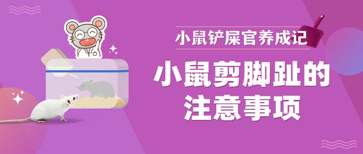 一眼区分你的鼠 给小鼠剪脚趾的二三事 知乎