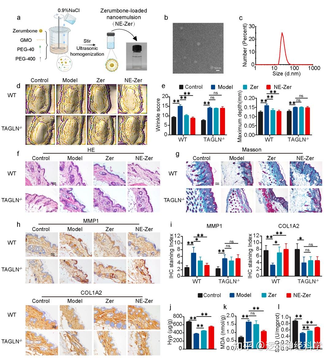 Cell Biosci︱至本实验室揭示皮肤光老化新分子机制 - 知乎