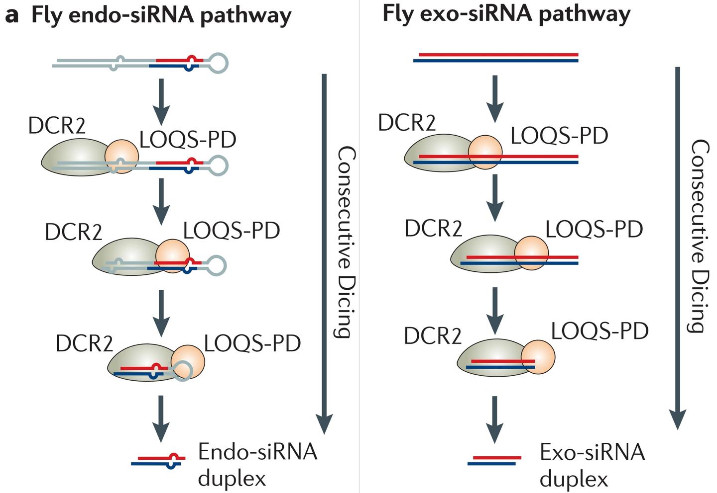 RNA干扰（一）——mi-！si-！pi-！ - 知乎