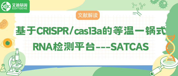 CRISPR/Cas13a技术下的等温一锅式RNA革新检测方案-SATCAS - 知乎