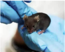 C57BL/6N还是C57BL/6J? - 知乎