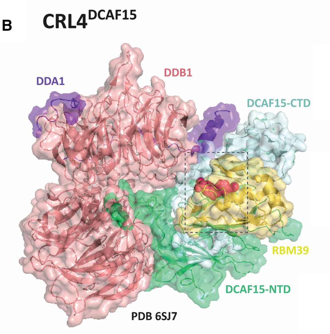 【Cell Chemical Biology】降解型分子胶分子机制总结 - 知乎