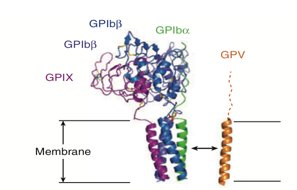 《工作细胞》中血小板拿的GP1B究竟是什么东西？有什么作用？ - 知乎