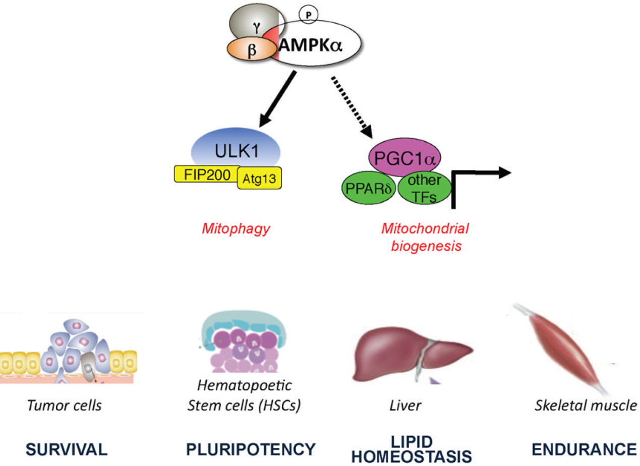 图说AMPK及其信号通路的功能 - 知乎