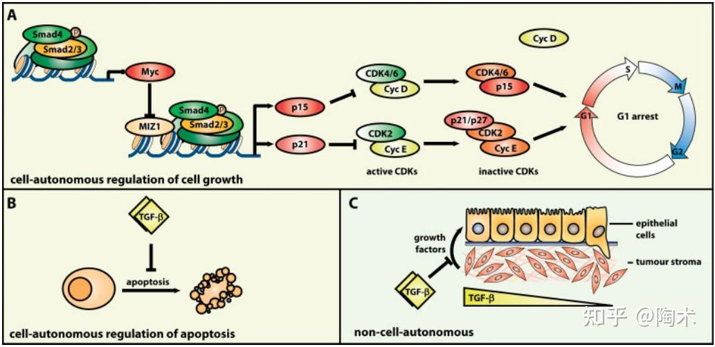 干货！TGF-β：概述、历程、机制、靶点？——TargetMol - 知乎