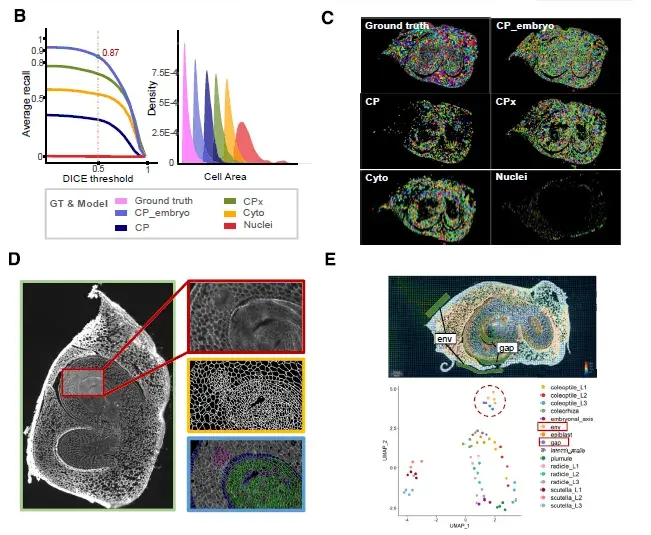 Developmental Cell封面 | Stereo-seq助力绘制水稻种胚单细胞分辨率空间转录组图谱 - 知乎