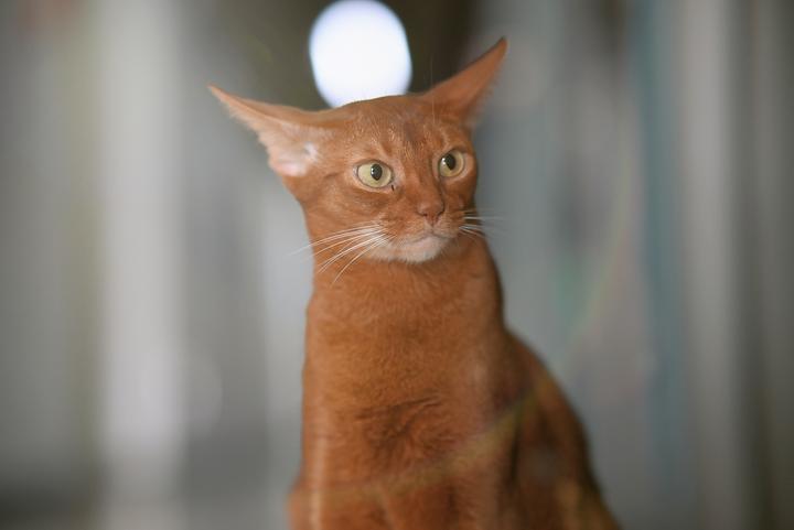 PyTorch JIT和TorchScript，一个API推理性能提升50% - 知乎